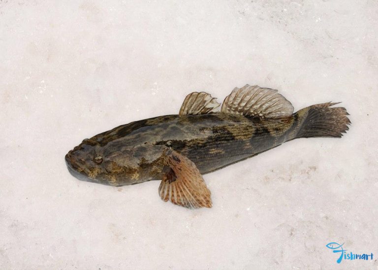 Soon Hock 壳鱼 900g – FishMart